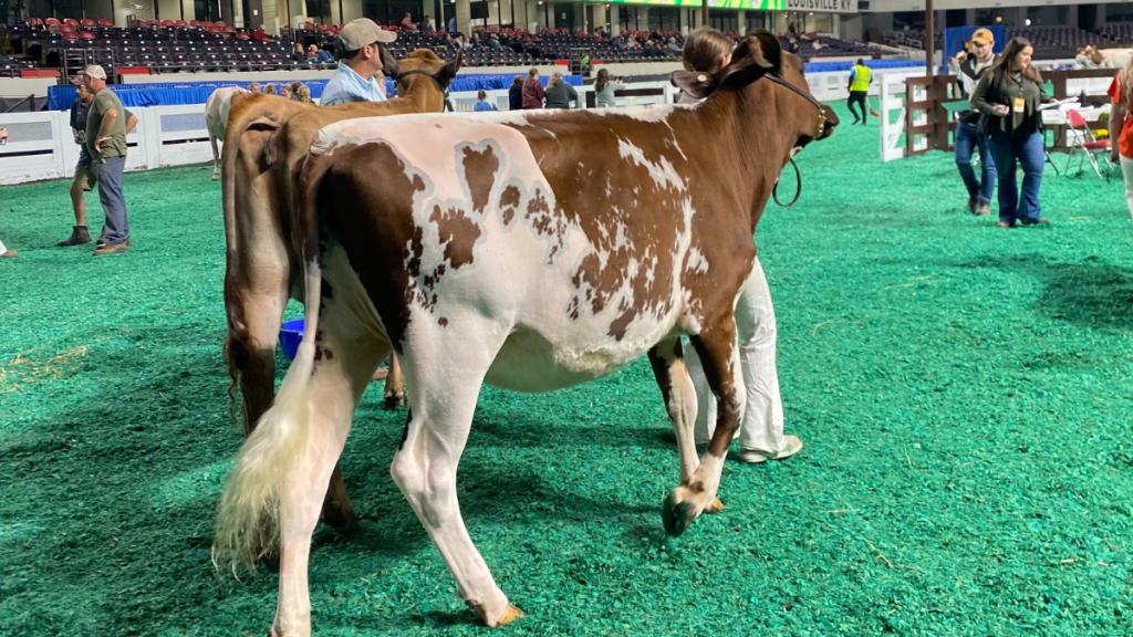 The Best Ways to Treat and Prevent Ringworm in Cattle – Around The Ring